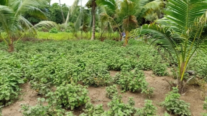 How to Plant, Grow, and Care for Patchouli