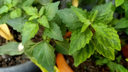 How to Plant, Grow, and Care for Patchouli