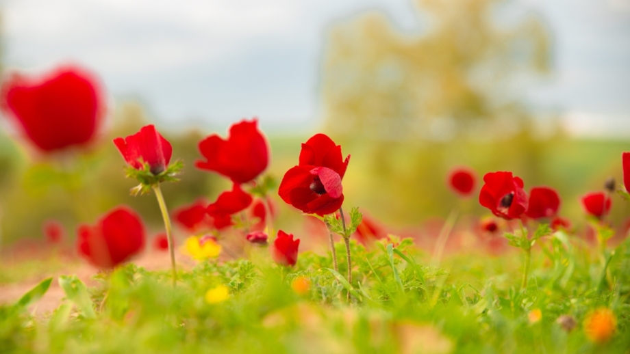 When To Plant Cool Season Flowers To Prolong Your Garden Blooms