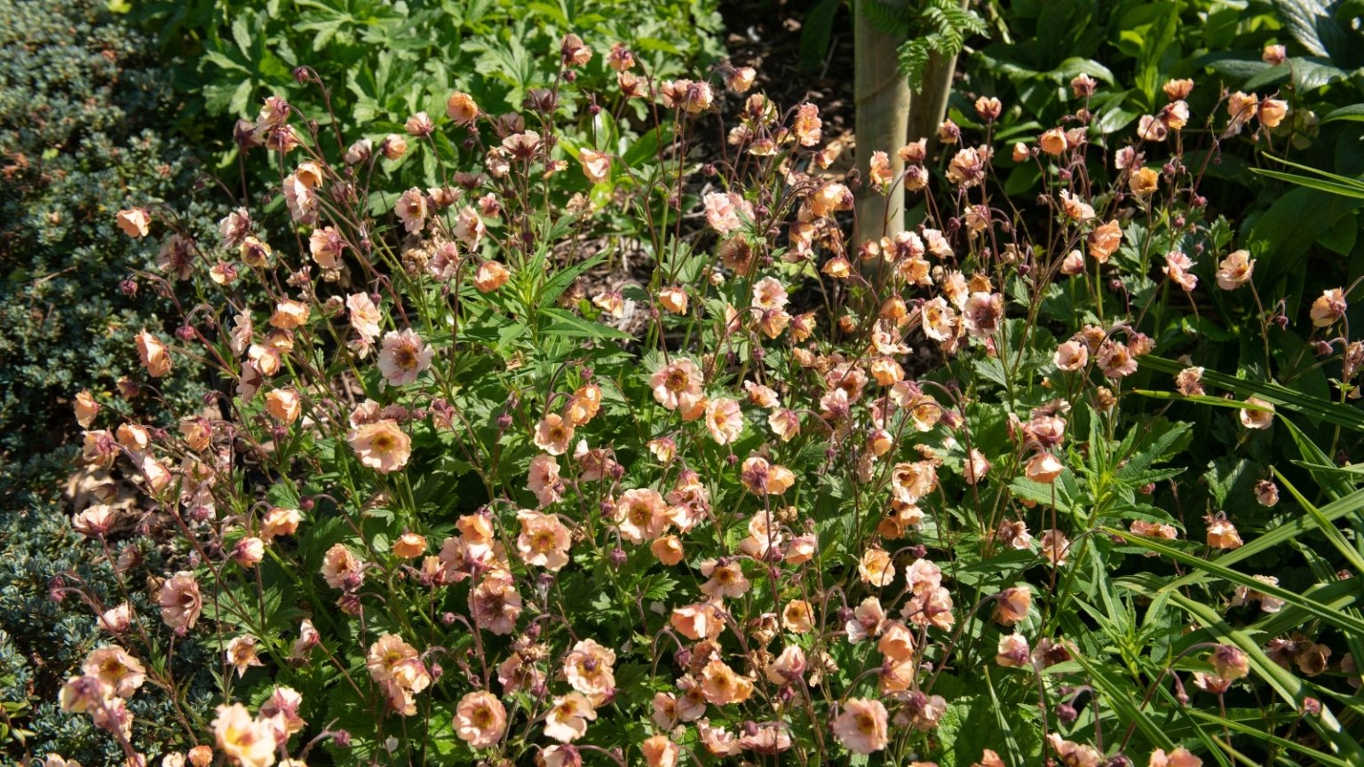 How to Plant, Grow, and Care For Geum Flowers