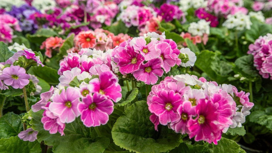 13 Harmful Plants You Shouldn't Touch