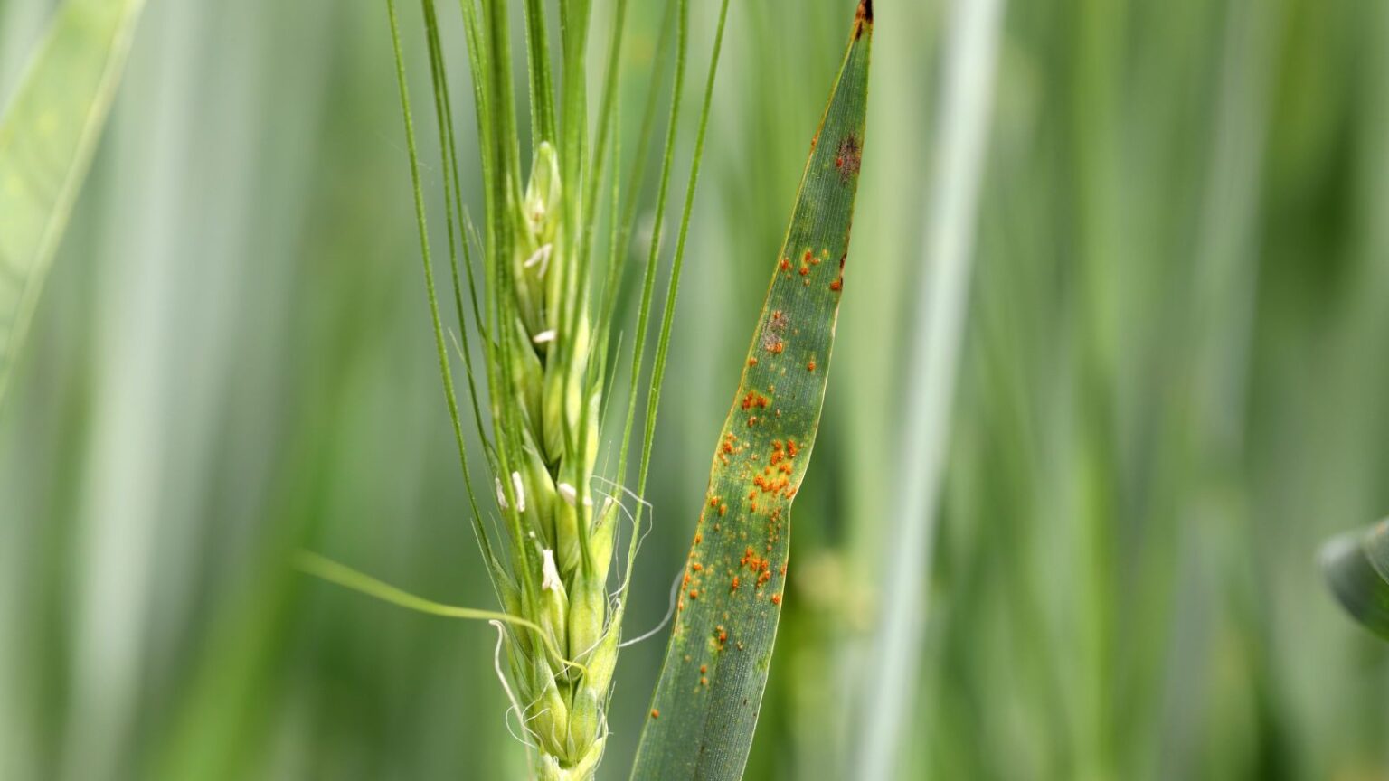 How to Plant, Grow, and Care for Barley