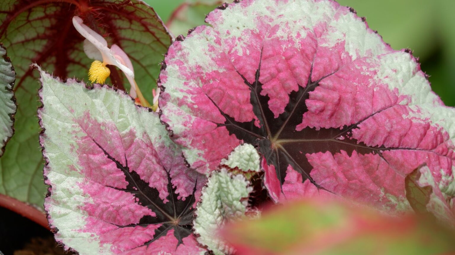 21 Garden Plants With Pink Leaves