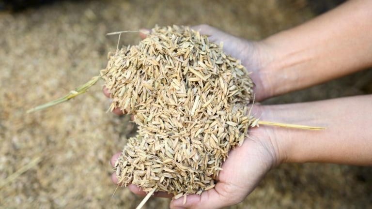 How and Why to Use Rice Hulls in the Garden