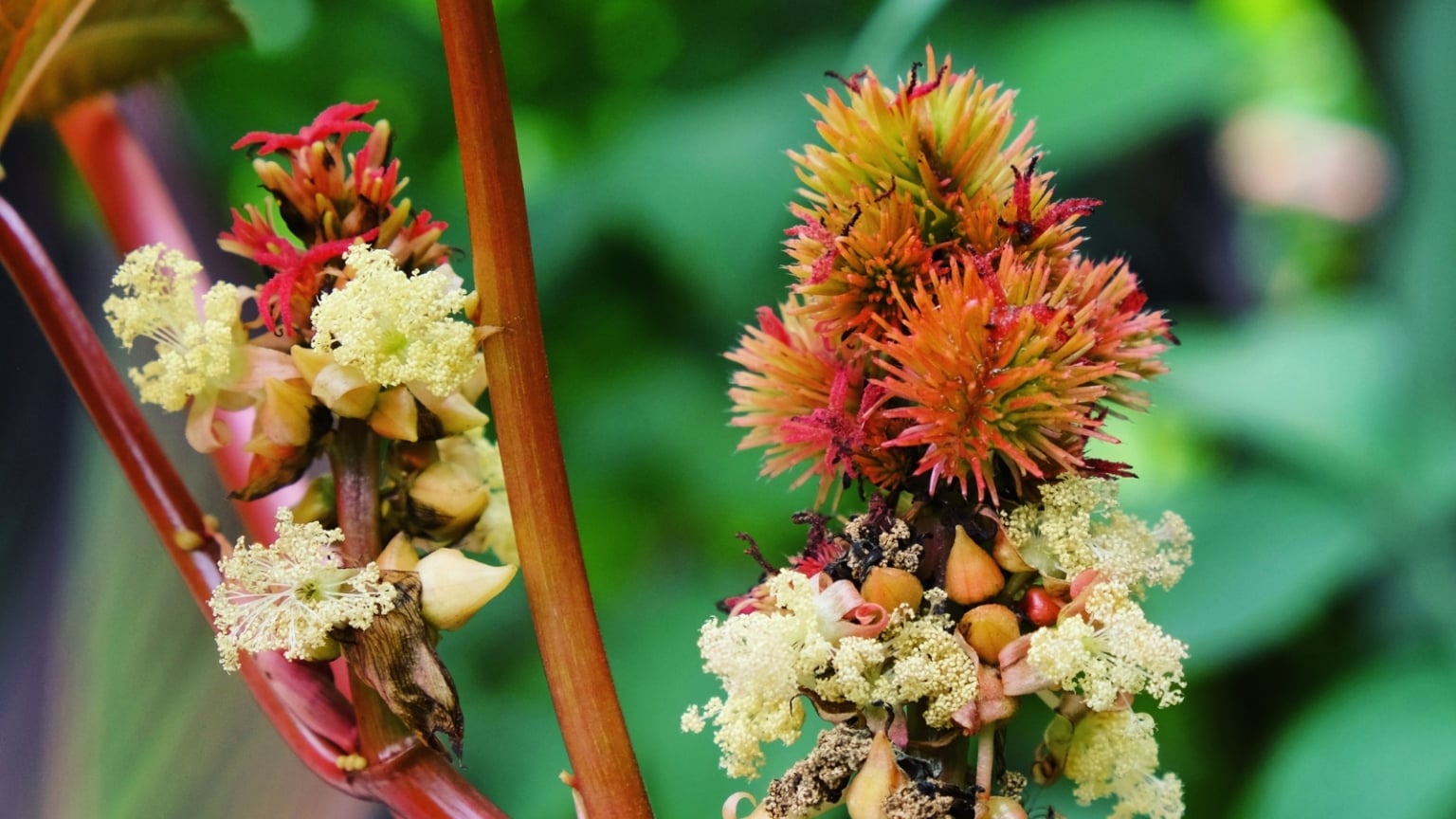 27 Best Heirloom Plants You Can Grow From Seed