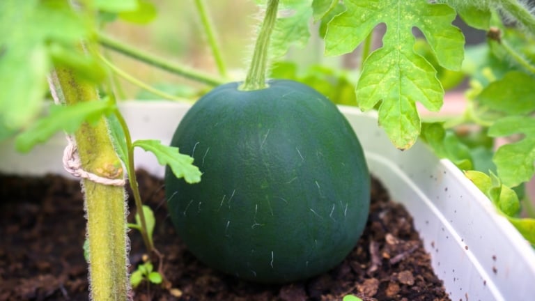 How to Plant, Grow, and Care for 'Sugar Baby' Watermelons