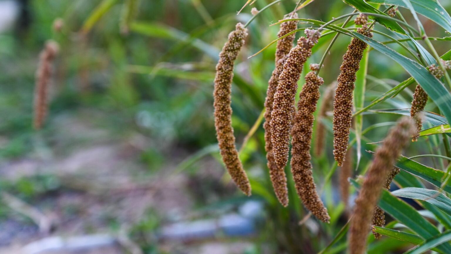 How to Plant, Grow, and Care for Millet
