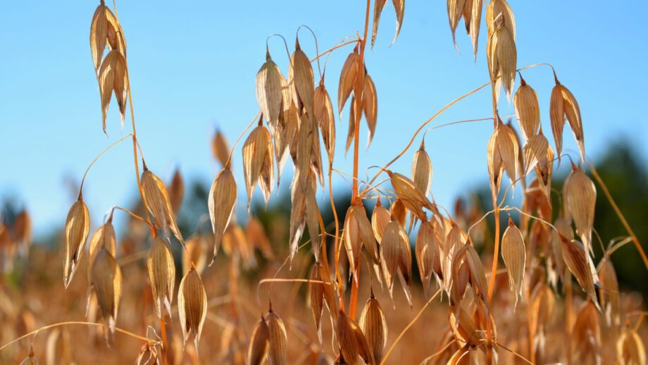 How to Plant, Grow, and Care for Oats