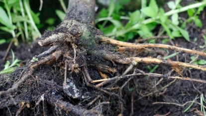How to Grow, Plant, and Care for Prayer Plants