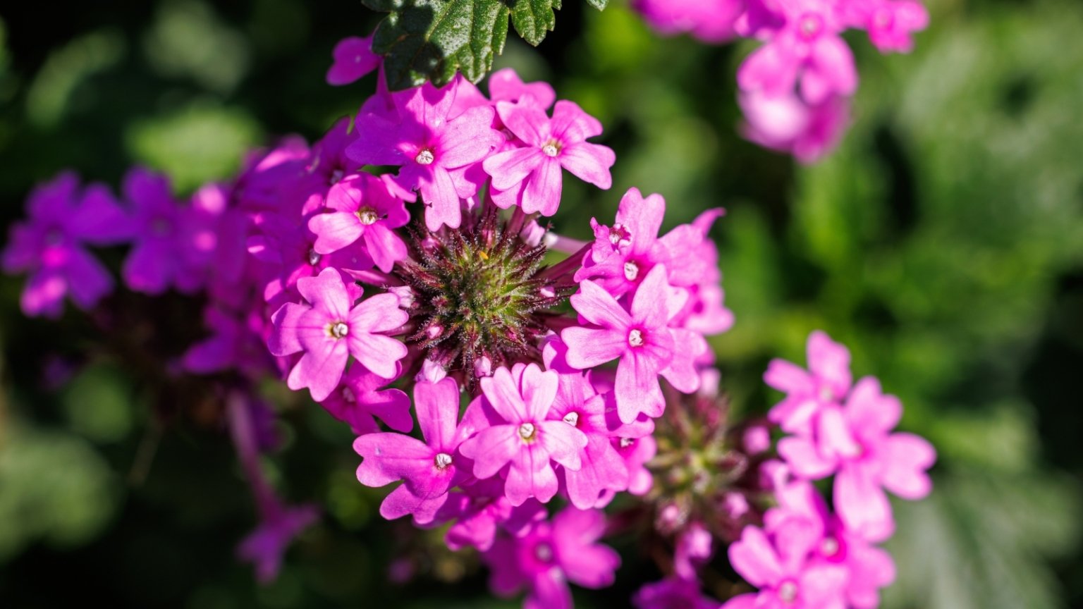 21 Native Wildflowers for Tennessee Gardens