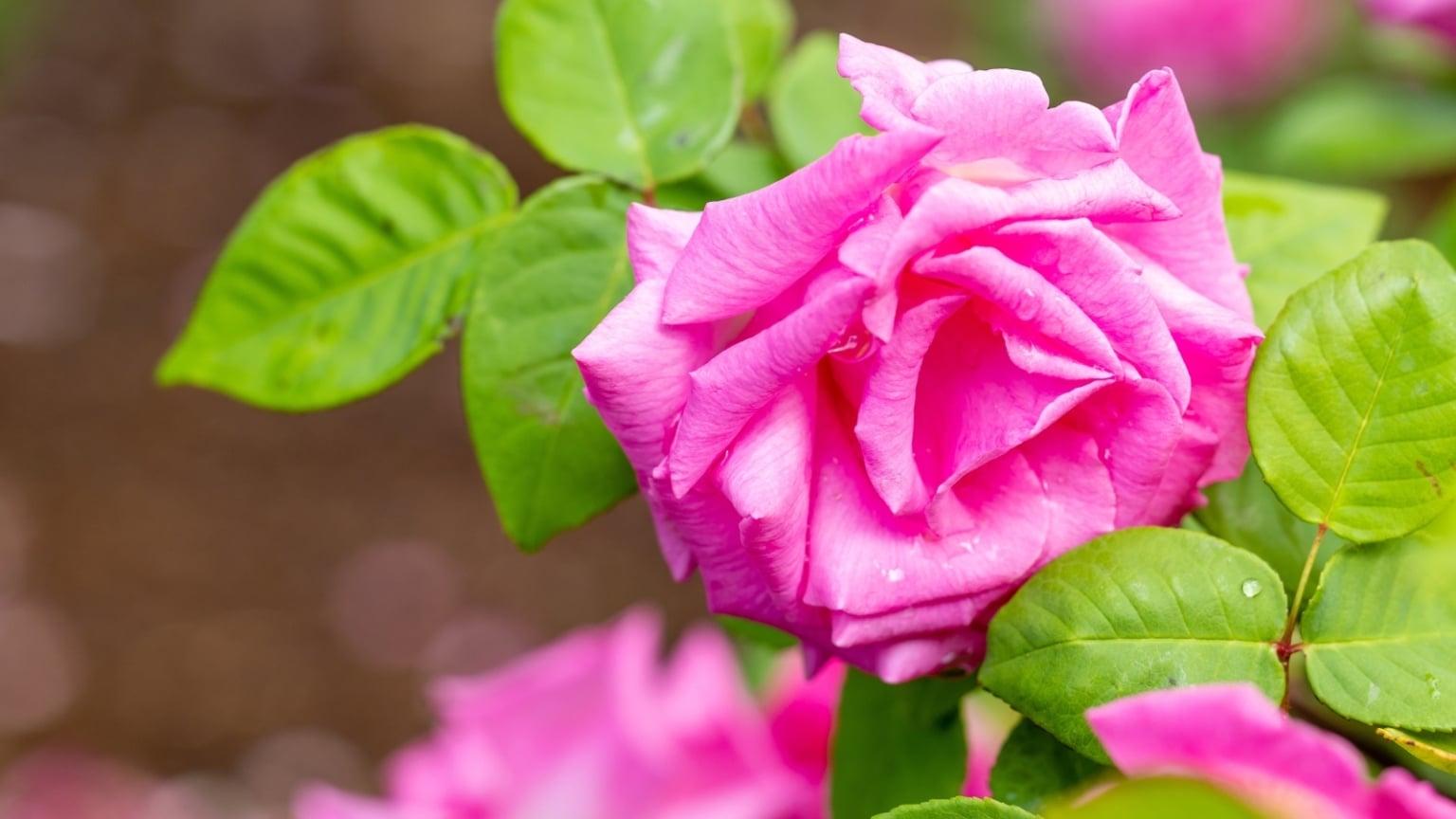 How to Plant, Grow, and Care for 'Zephirine Drouhin' Roses