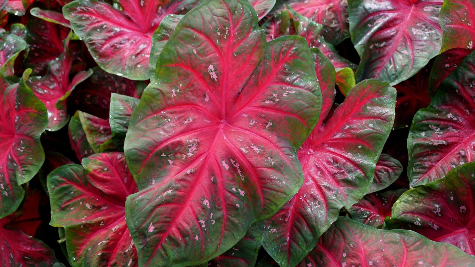 25 Beautiful Caladium Varieties for Your Indoor or Shade Garden
