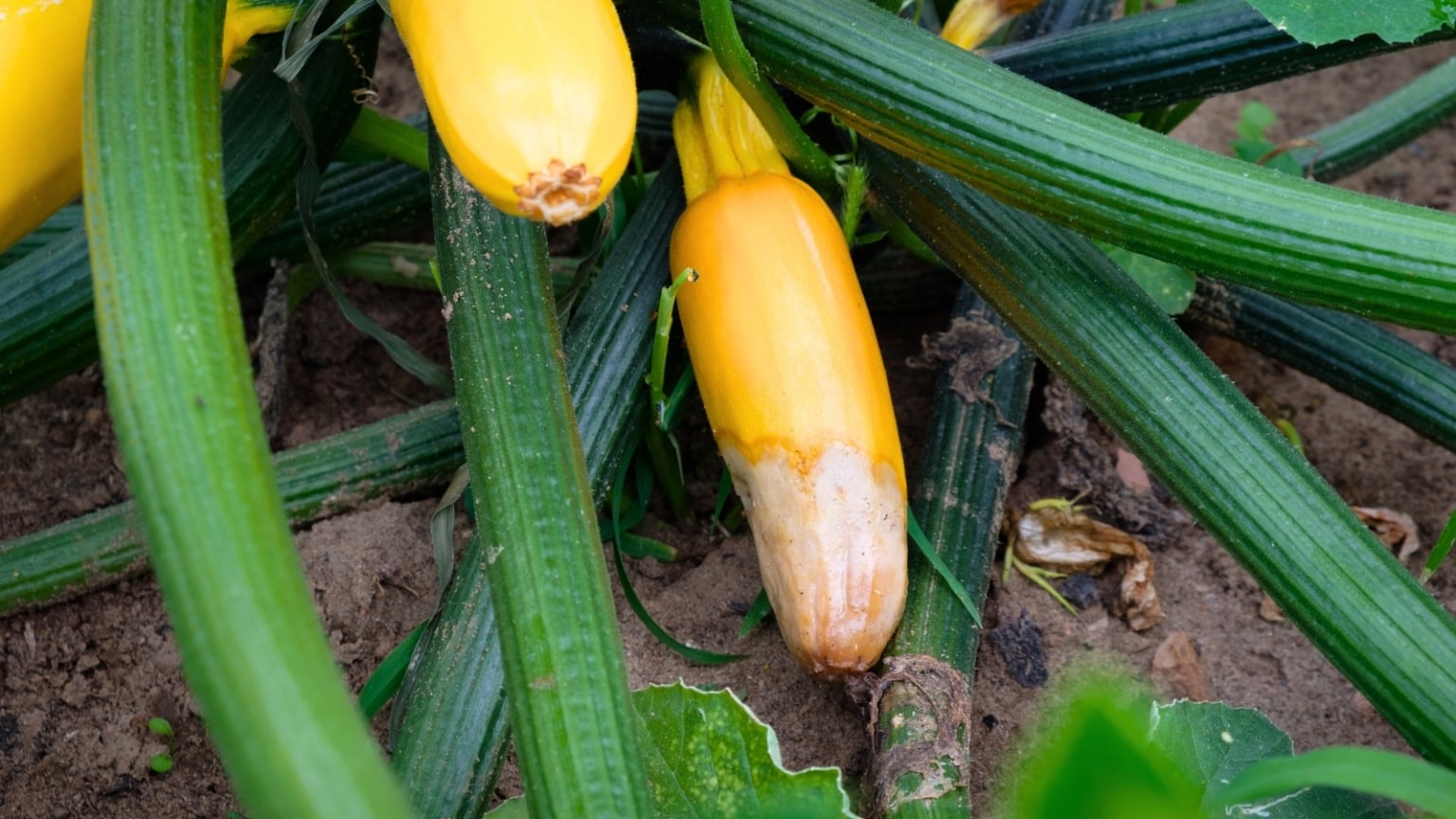 Zucchini Rotting at The Ends: Treating Blossom-End Rot in Zucchini