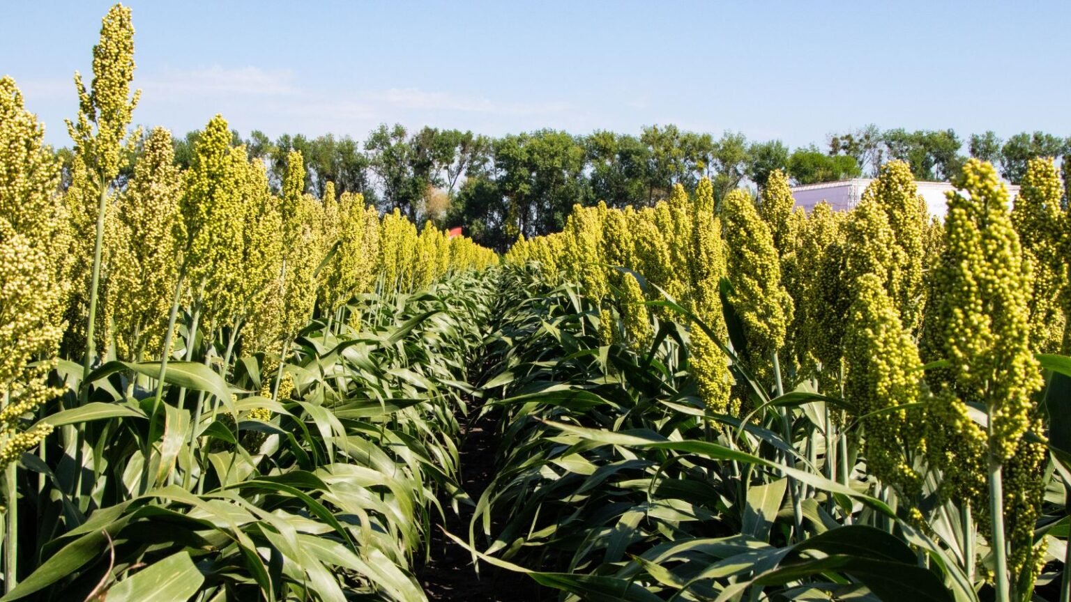 How to Plant, Grow, and Care for Sorghum