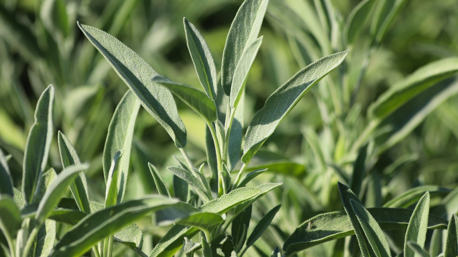 20 Mediterranean Herbs and Spices to Grow in Your Garden