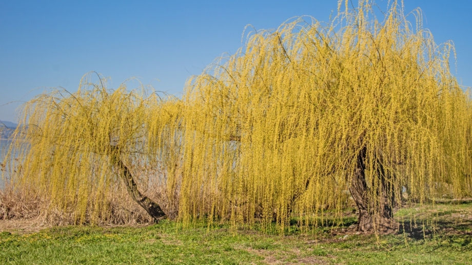 How to Plant, Grow, and Care For Weeping Willow Trees