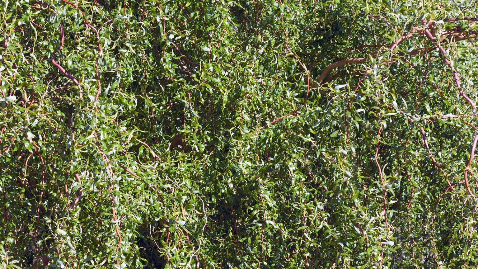 How to Plant, Grow, and Care For Weeping Willow Trees