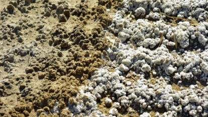 How to Prevent Soil Leaching in the Garden: 6 Expert Tips