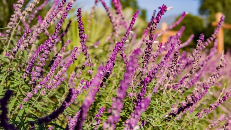 19 Garden Plants That Will Grow in Sun or Shade