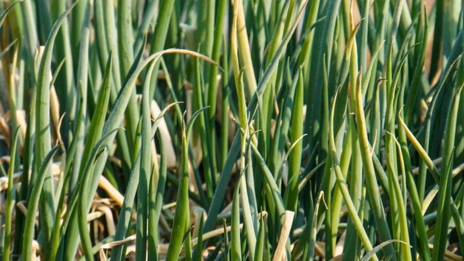 17 Crops to Plant In Your Greenstalk Planter This Labor Day