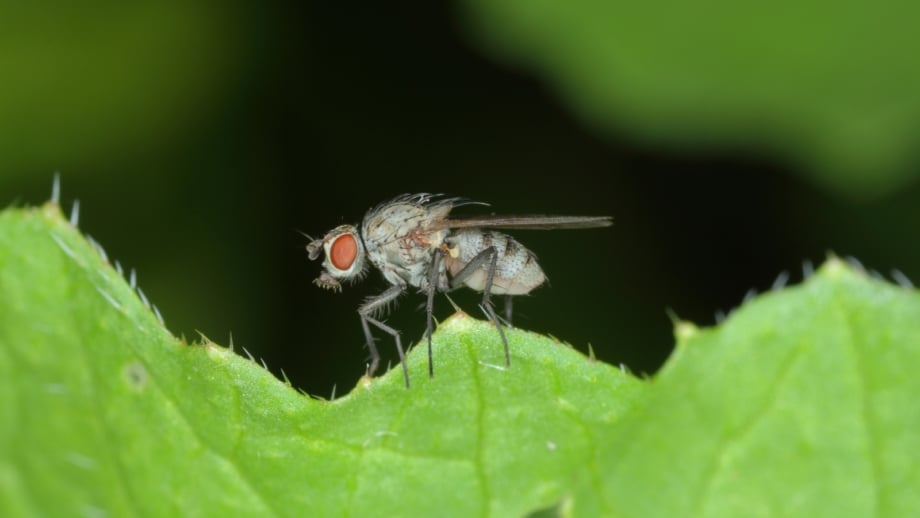 13 Common Watermelon Pests: How to Identify, Prevent, and Treat Them