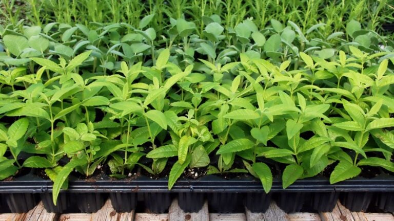 How to Plant, Grow, and Care for Lemon Verbena