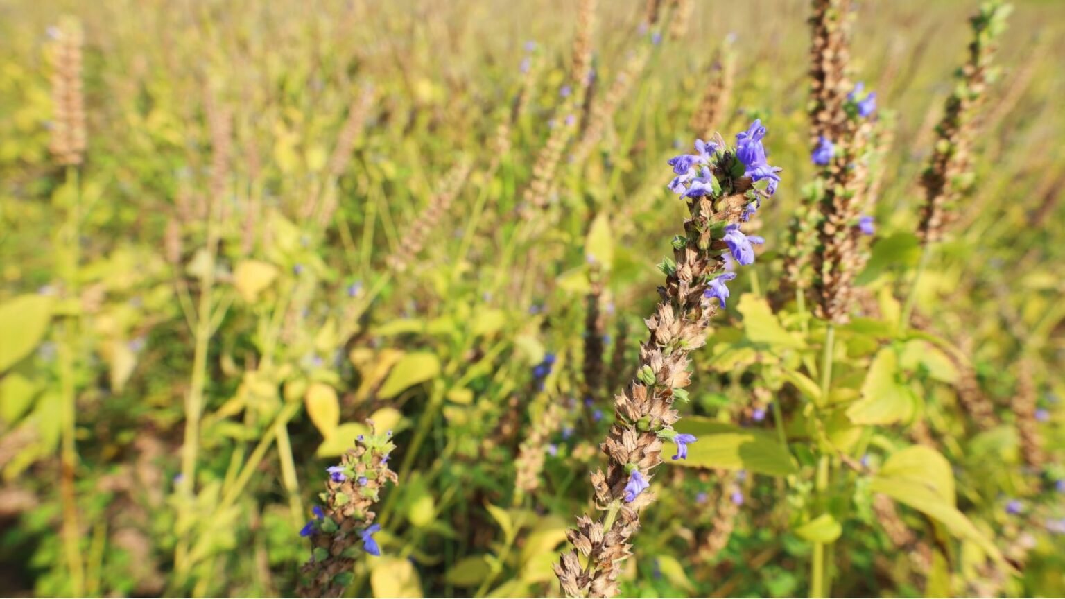 How to Plant, Grow, and Care for Chia