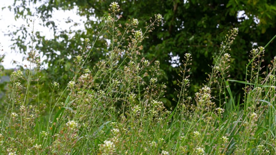 23 Common Lawn Weeds and How to Manage Them