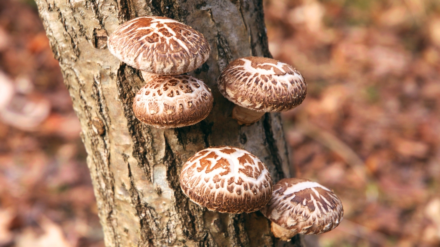 A Beginner's Guide to Growing Mushrooms in Fall