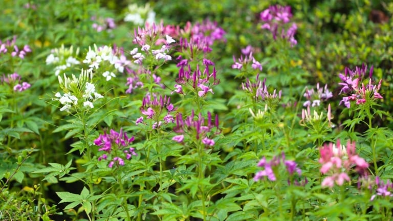 How to Plant, Grow, and Care for Cleome Flowers