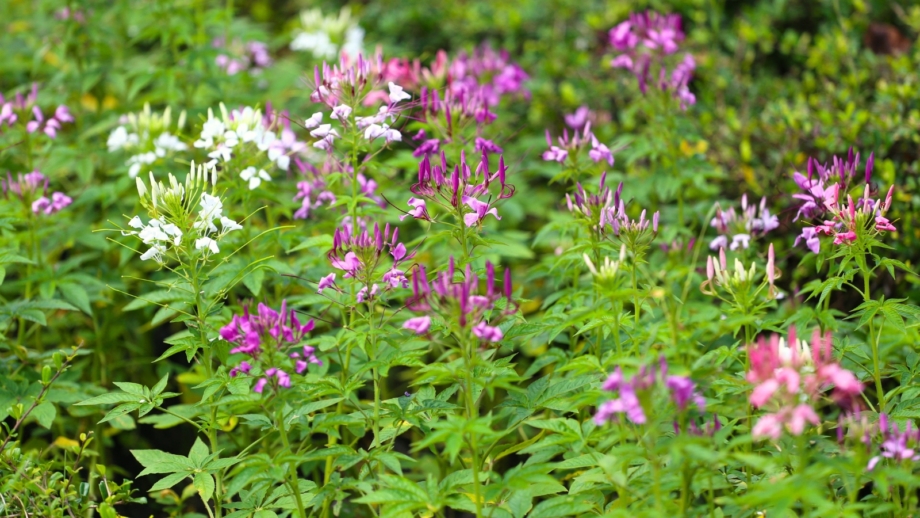 How to Plant, Grow, and Care for Cleome Flowers