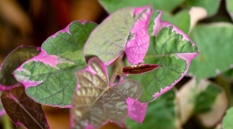 21 Garden Plants With Pink Leaves