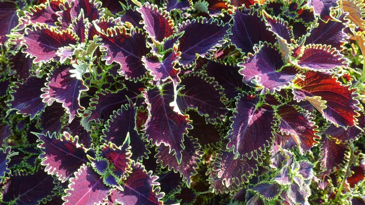 15 Pest and Disease-Resistant Houseplants