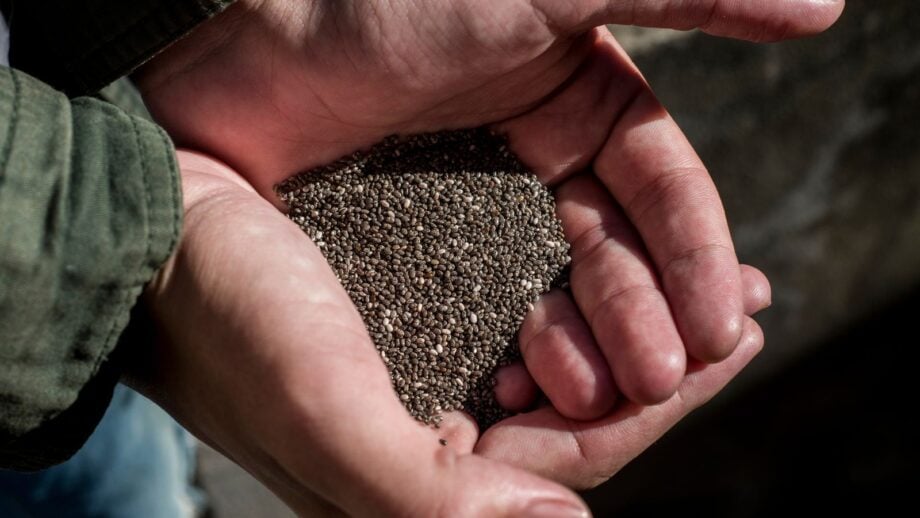 How to Plant, Grow, and Care for Chia