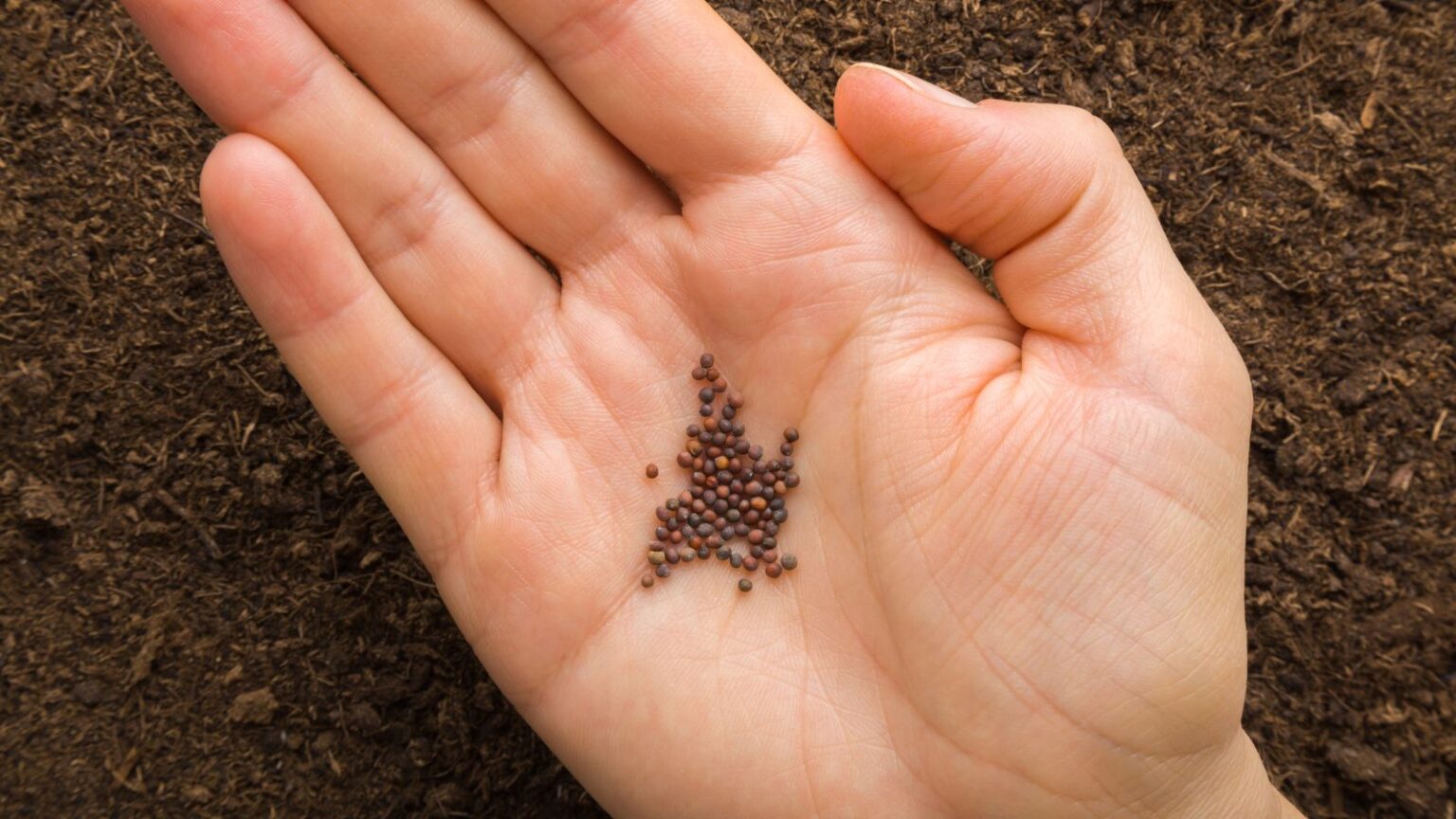 How to Grow Cauliflower Microgreens in 5 Easy Steps