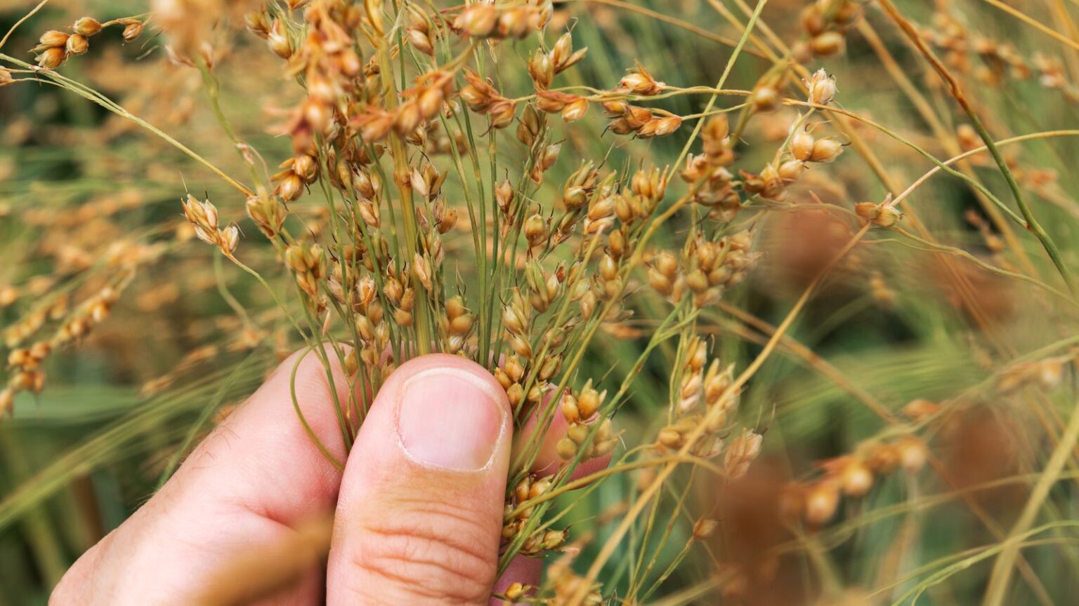 How to Plant, Grow, and Care for Millet