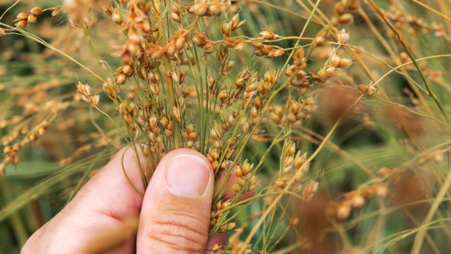 How to Plant, Grow, and Care for Millet