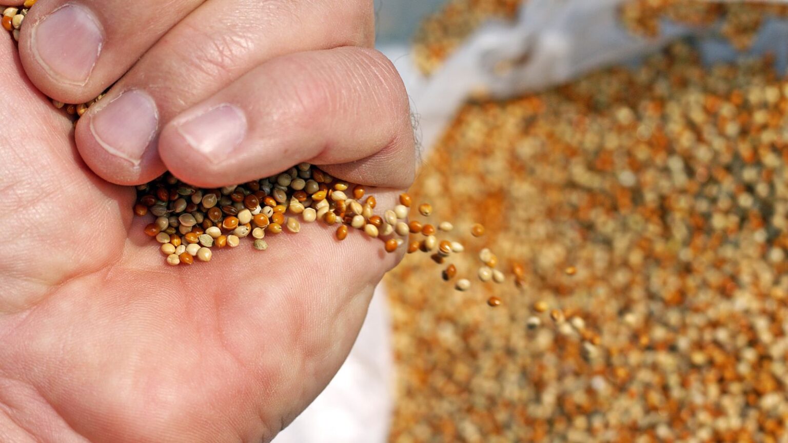 How to Plant, Grow, and Care for Millet