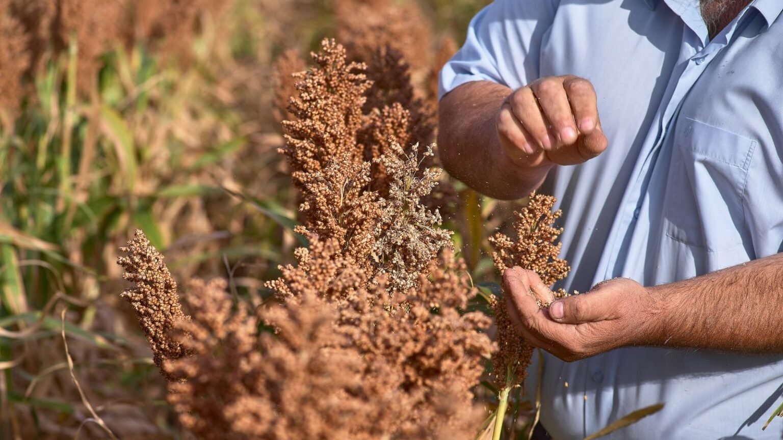 How to Plant, Grow, and Care for Millet