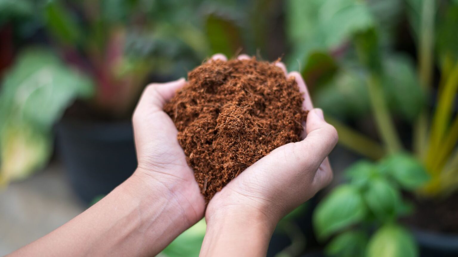 What is Coco Coir and How to Use it