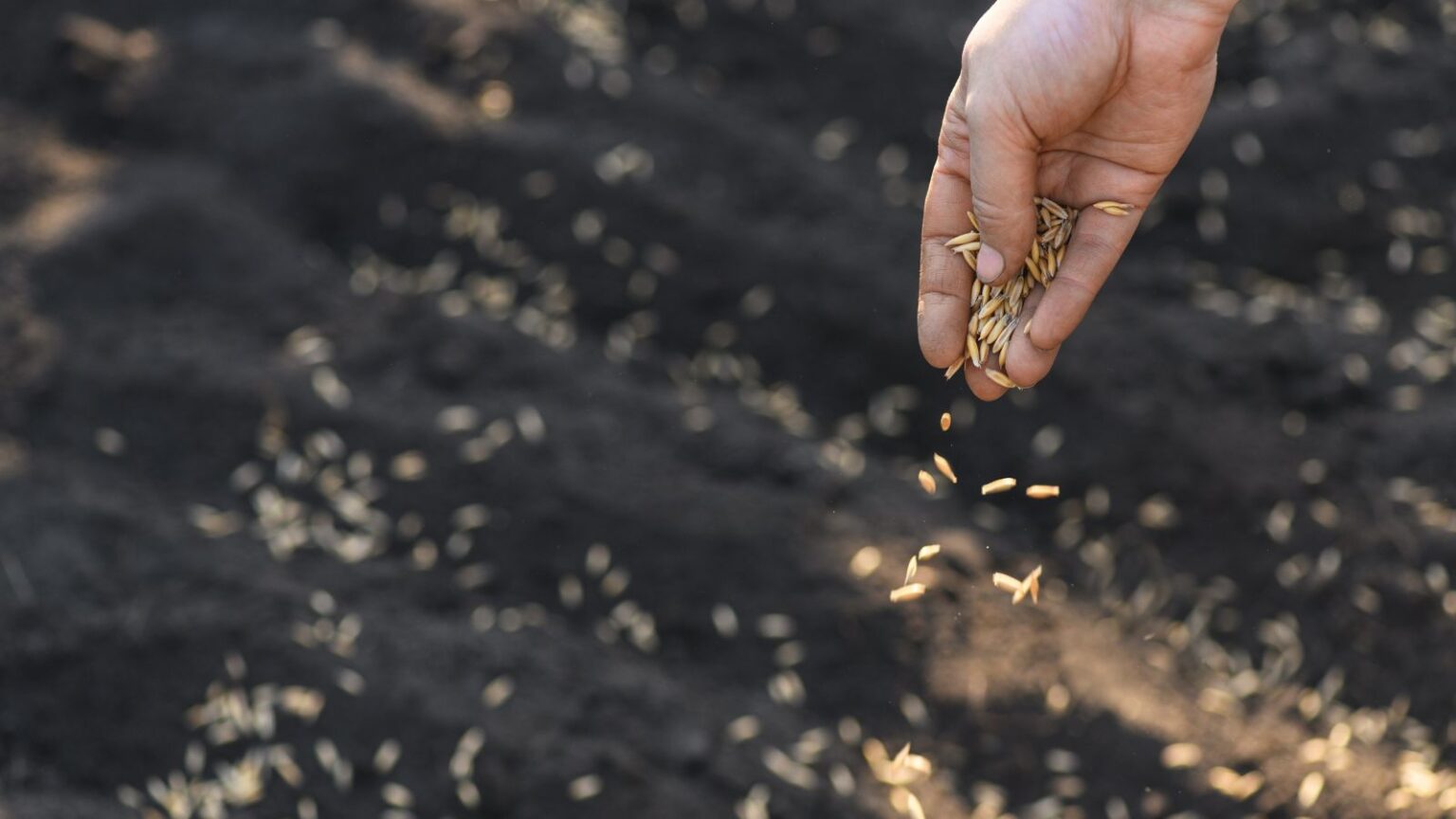 How to Plant, Grow, and Care for Oats