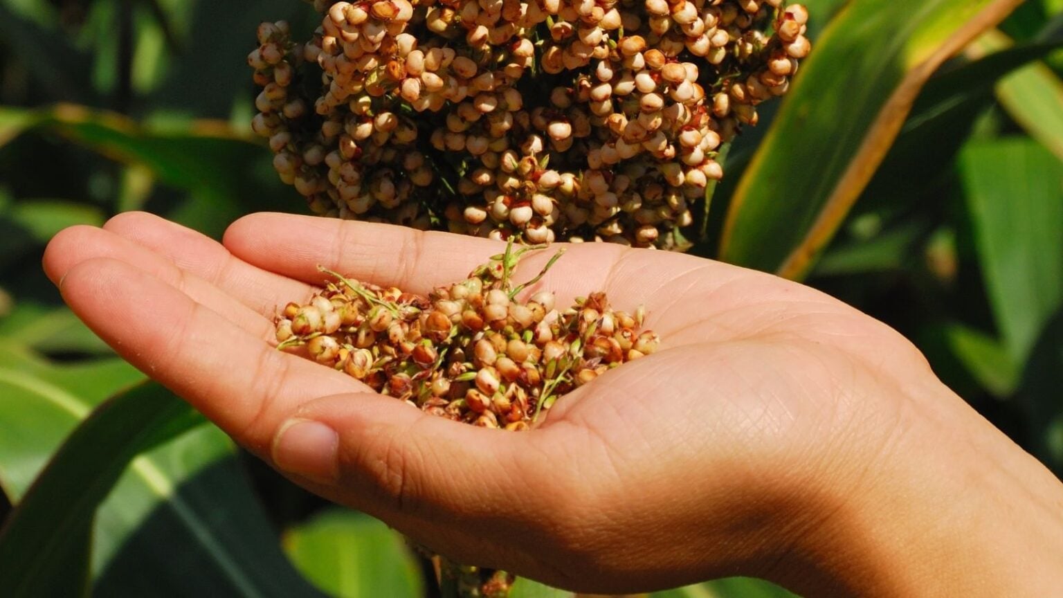 How to Plant, Grow, and Care for Sorghum