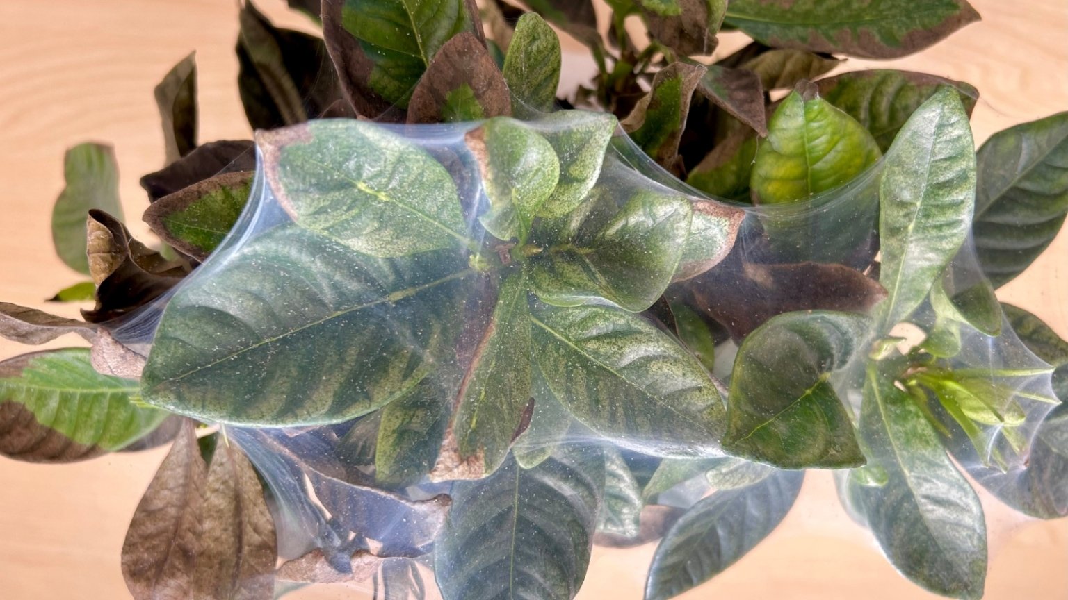 13 Common Watermelon Pests: How to Identify, Prevent, and Treat Them