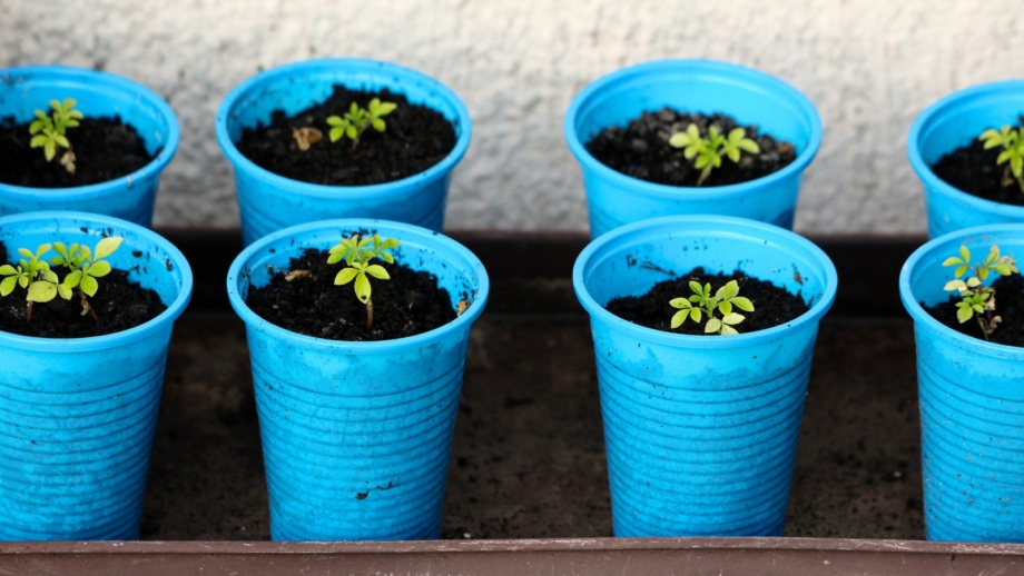 How to Plant, Grow, and Care for Cleome Flowers