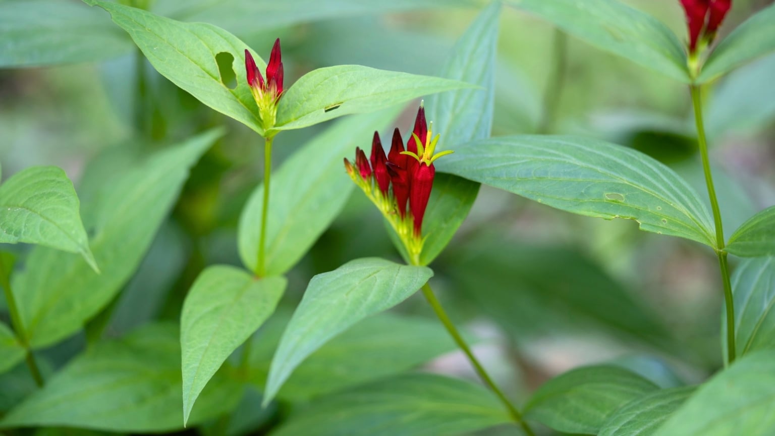 19 Garden Plants That Will Grow in Sun or Shade