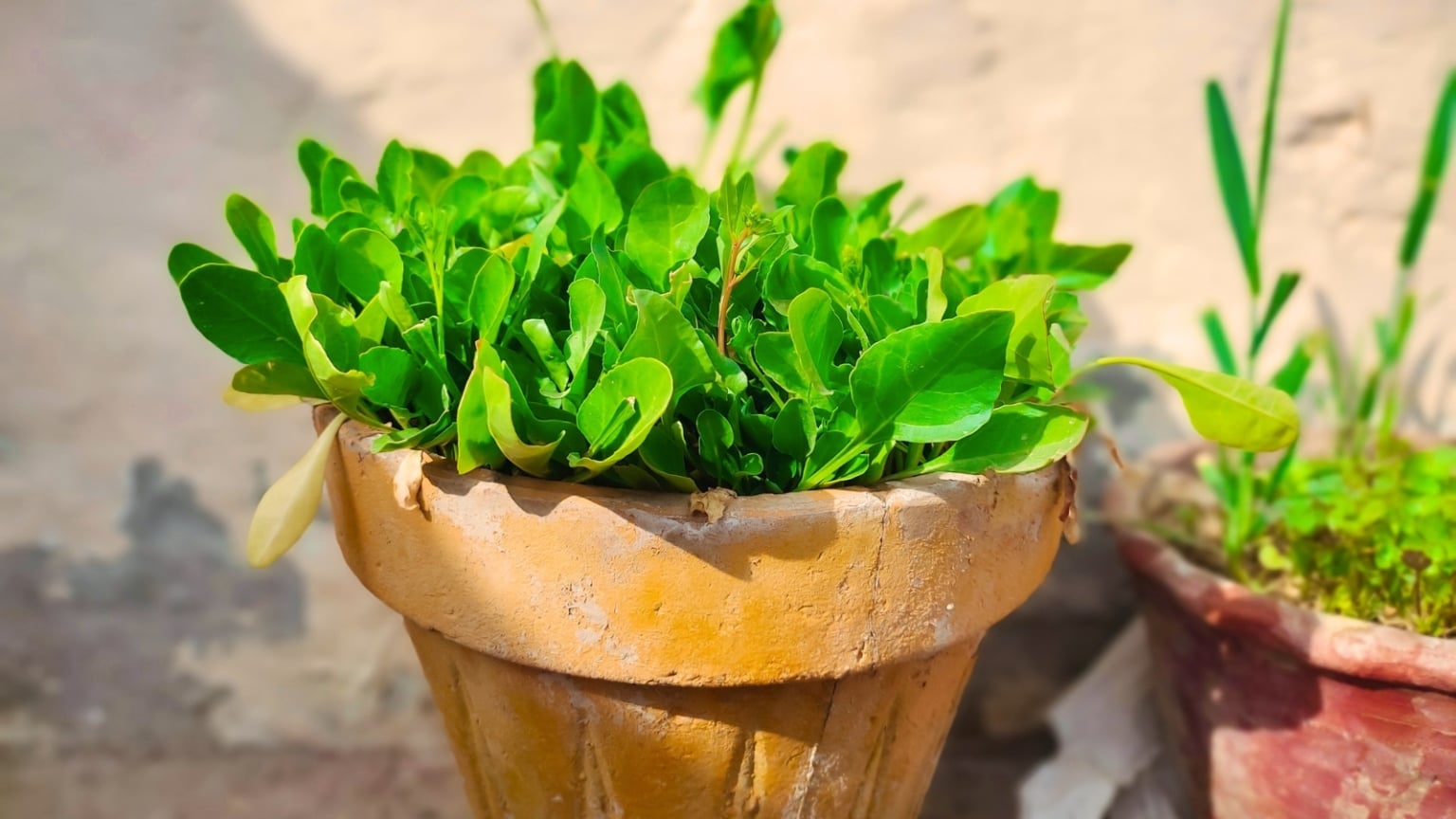 9 Tips to Grow Spinach In Containers For Year Round Harvests