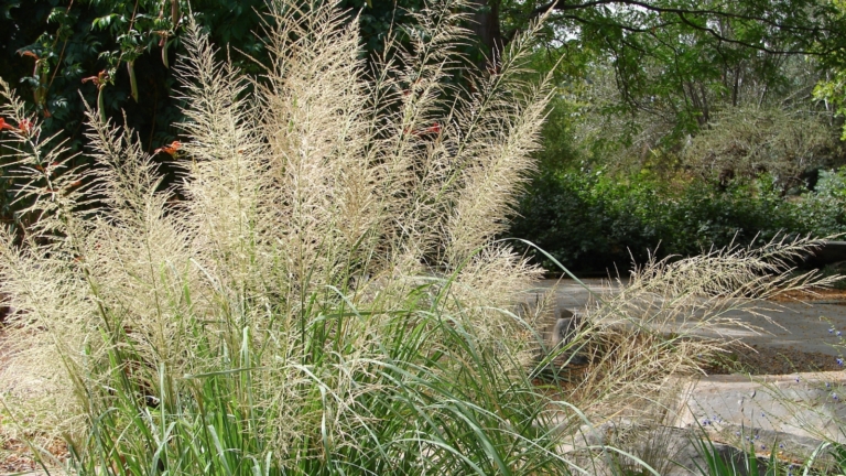11 Best Ornamental Grasses To Create A Privacy Screen