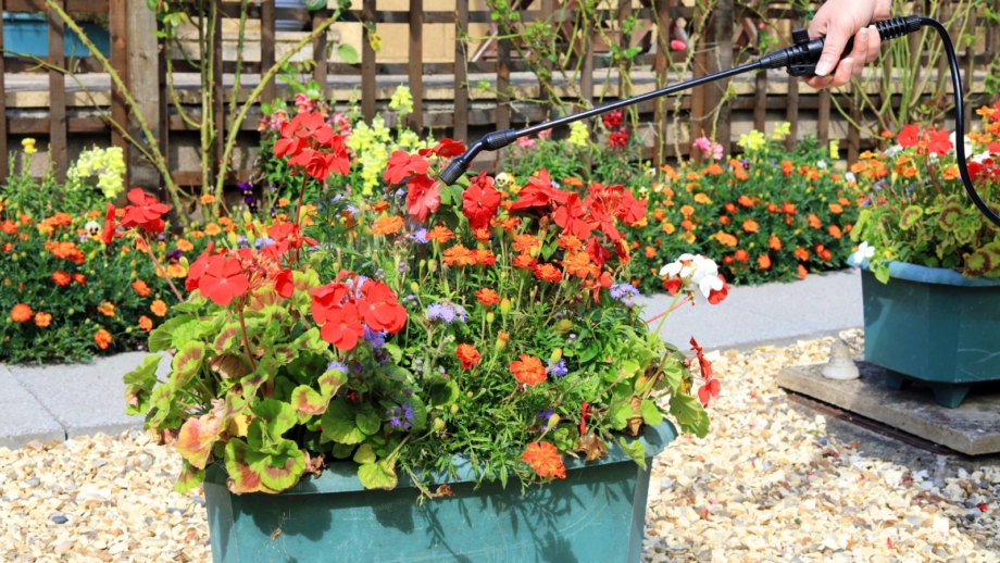 How and When to Fertilize Your Annual Containers for Robust Blooms