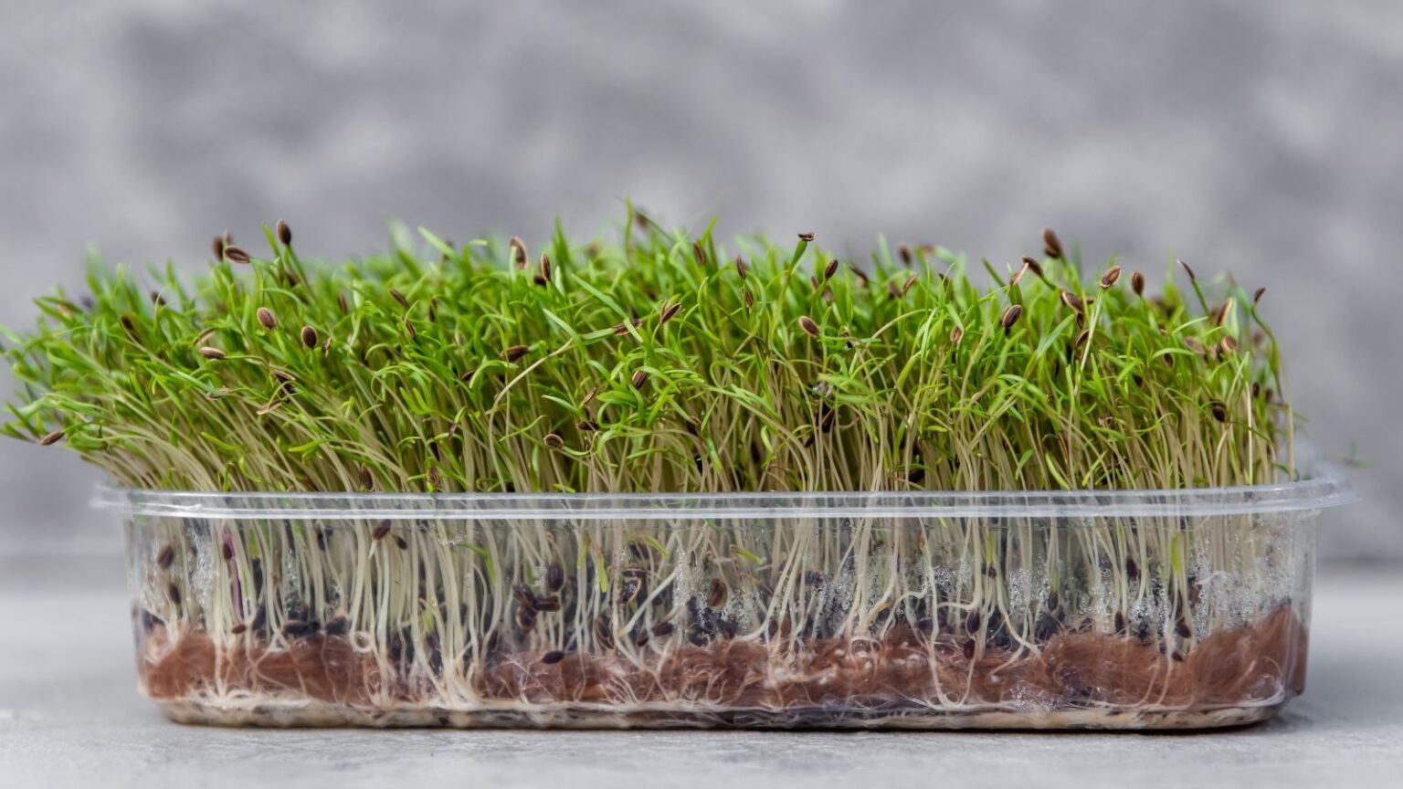 How To Grow Fennel Microgreens in 6 Easy Steps