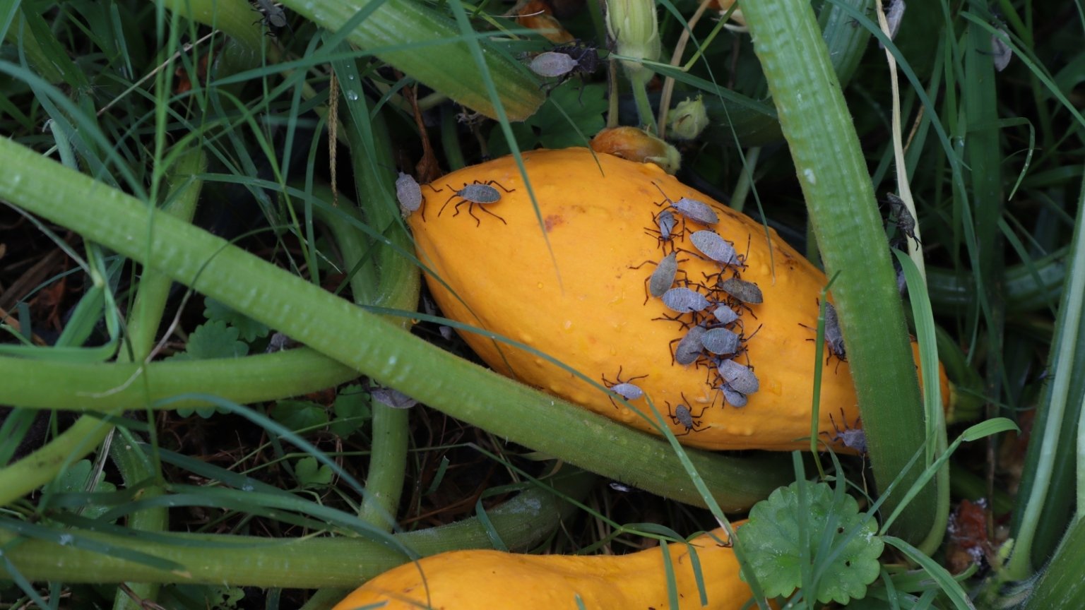 13 Common Watermelon Pests: How to Identify, Prevent, and Treat Them